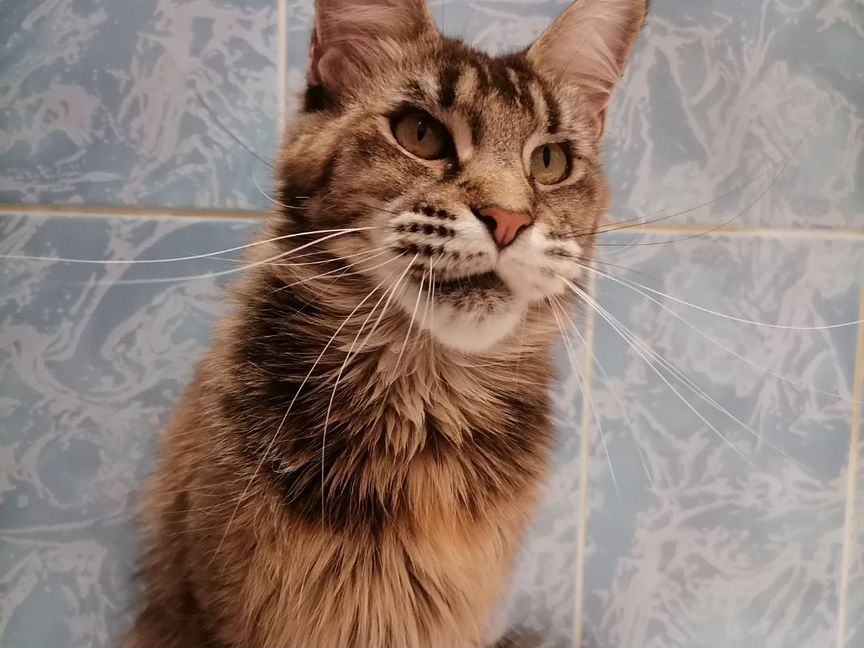 Красавица мейн-кун