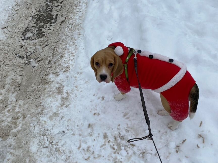 Домашние животные собаки