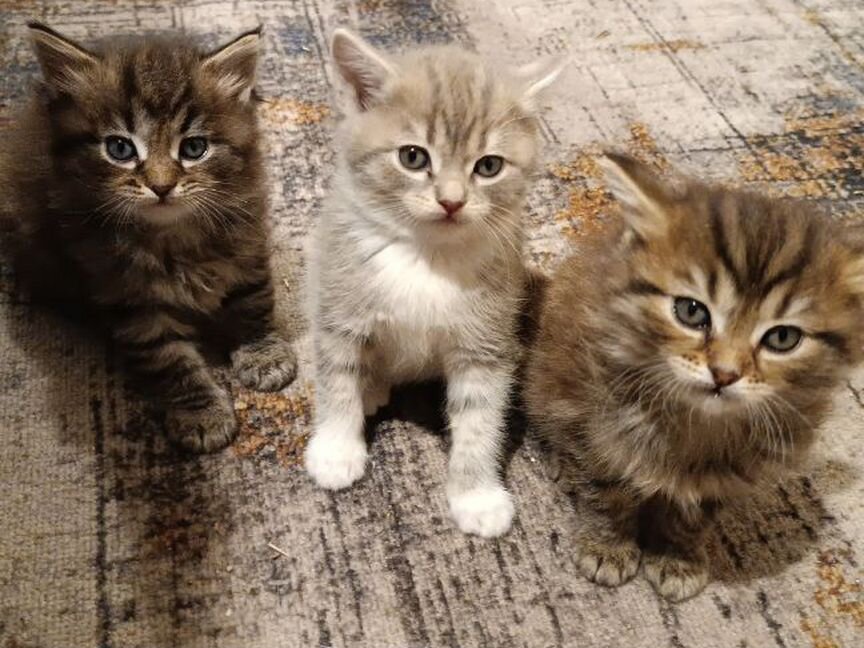 Сибирская кошка