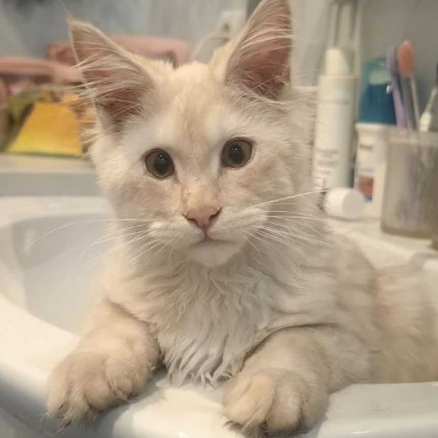 Мейн-кун котёнок