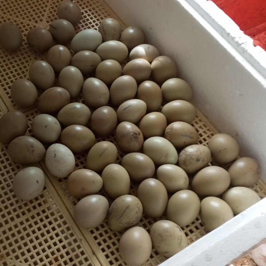 Яйцо румынского фазана