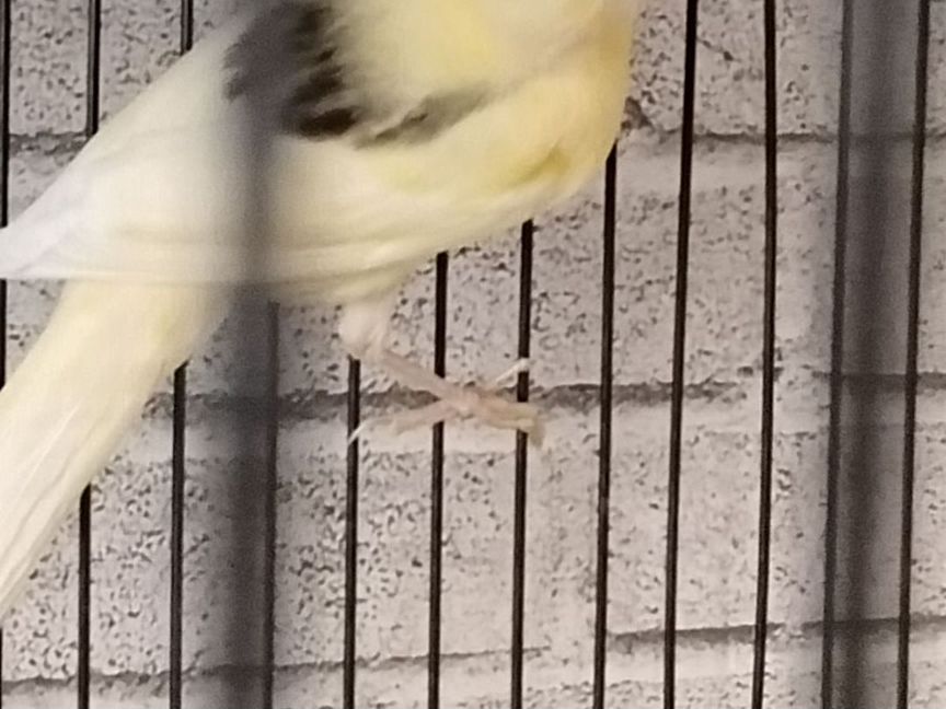 Канарейки девочки