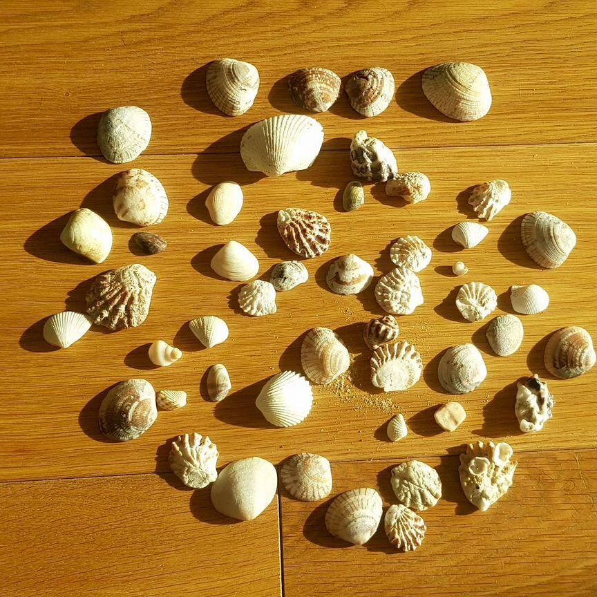 Ракушки морские из Тайланда