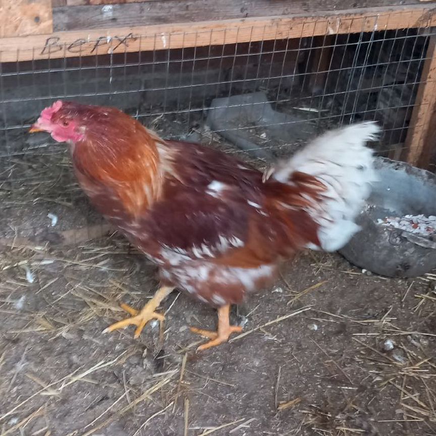 Молодые петушки