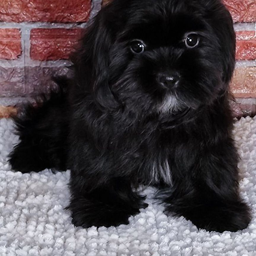 Ши-тцу, щенок