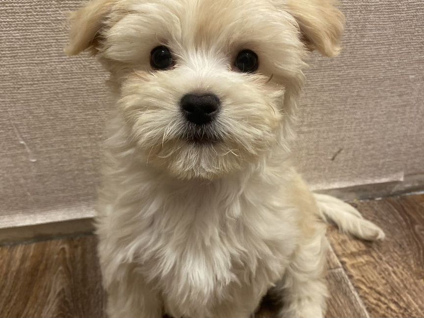 Мальтипу f1 девочка