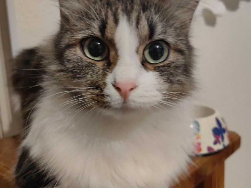 Котик в добрые руки