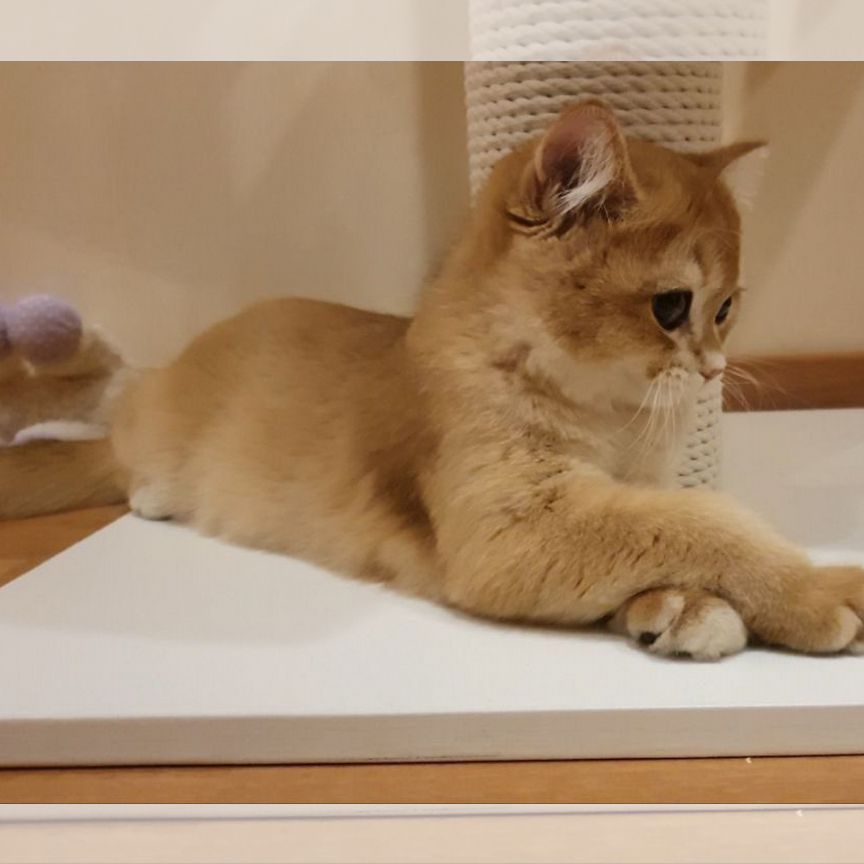 Котенок британец золотистая шиншилла