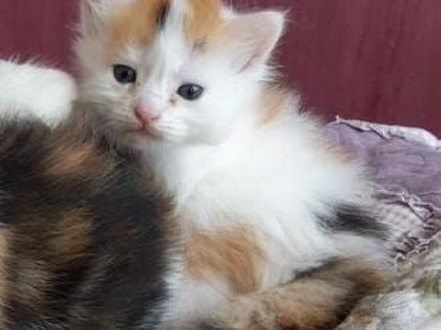 Трехцветочки сибирские