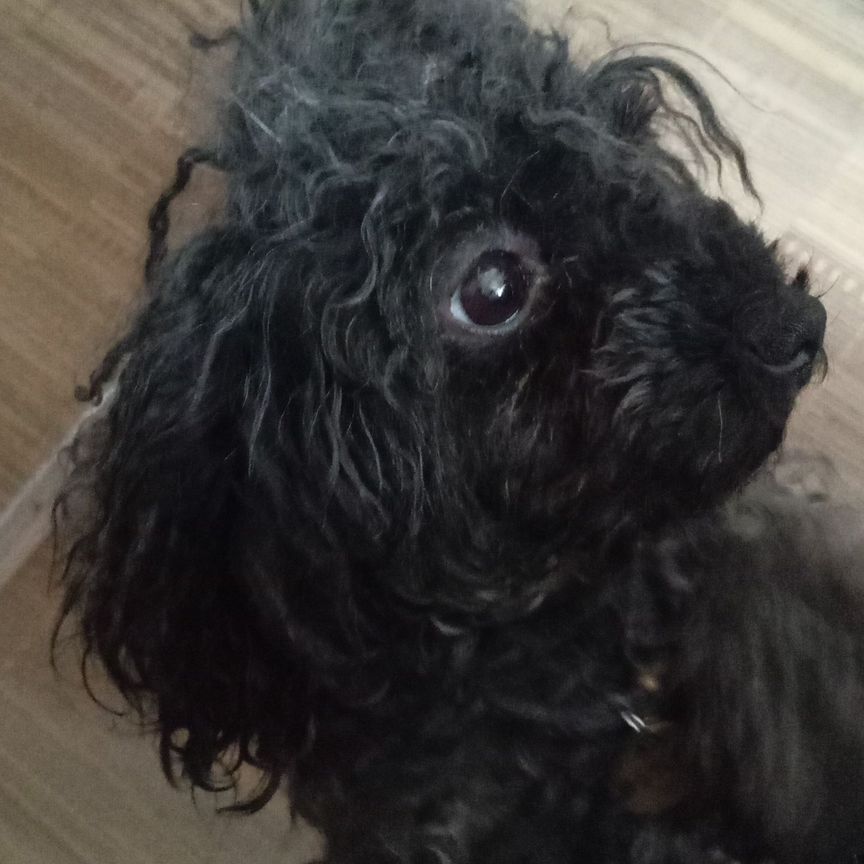 Нужен мальчик для вязки мини пуделя