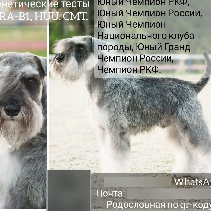 Цвергшнауцер вязка
