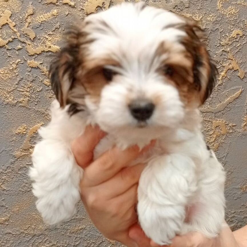 Бивер-йоркширский терьер, щенок