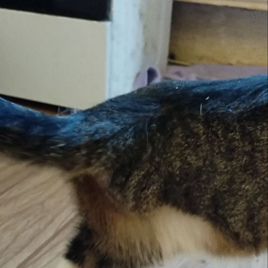 Котик трехлапик игривый
