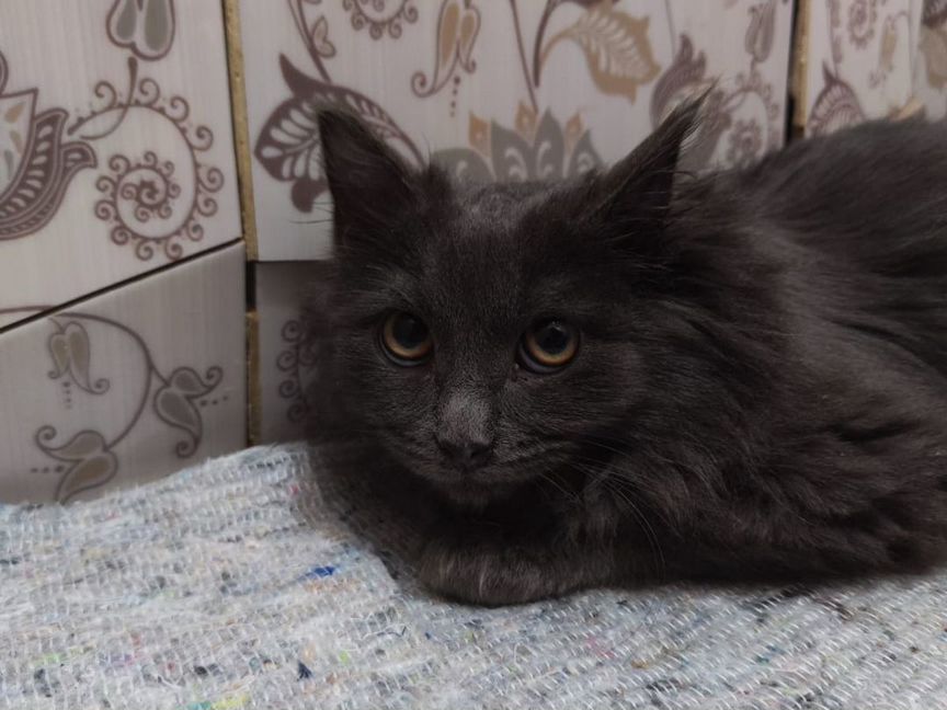 Котенок Веня, 4 месяца (в добрые руки)