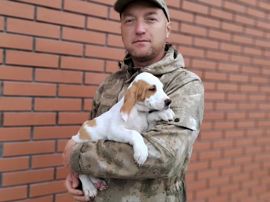 Эстонская гончая щенки