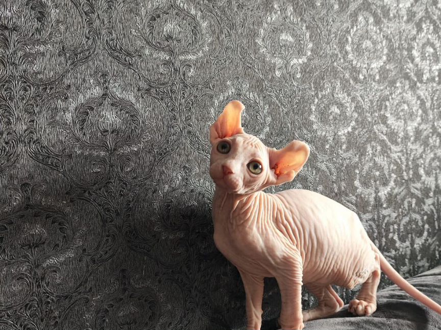 Милейшая Эльфиечка