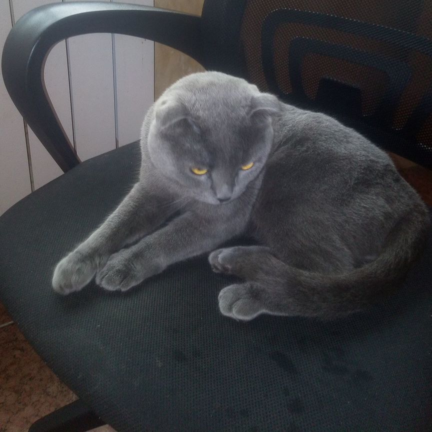 Отдам кота в добрые руки