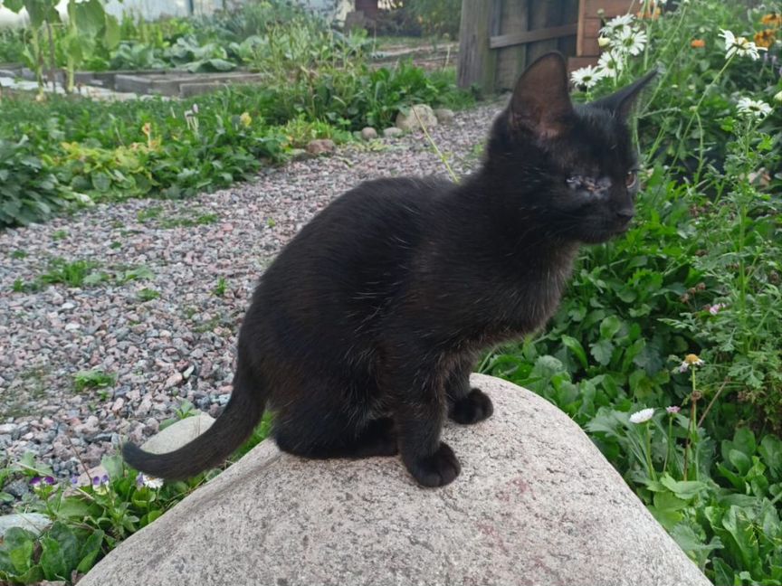 Котёнок