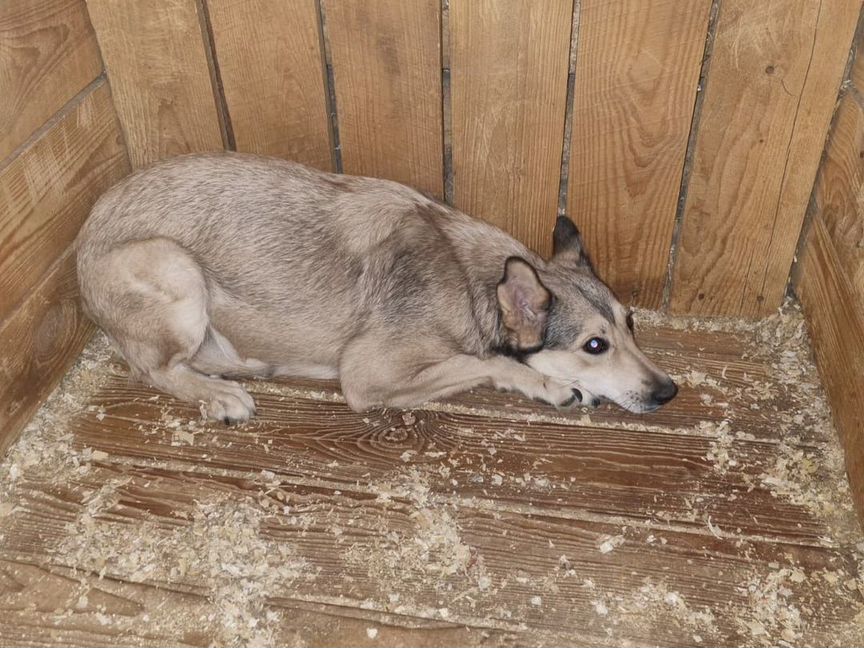 Спасите собаку из приюта