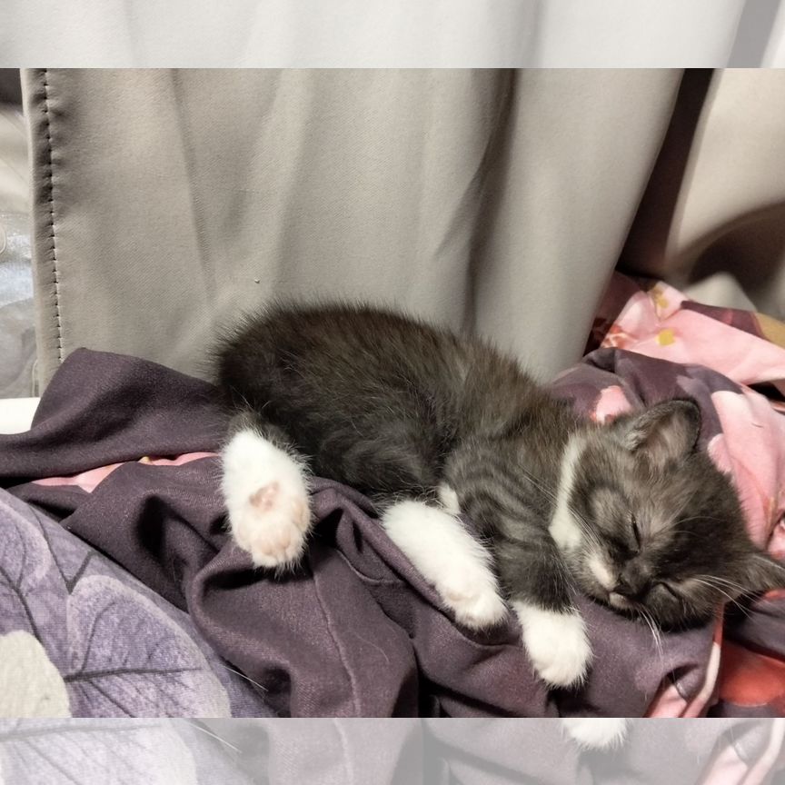 Котёнок в добрые руки
