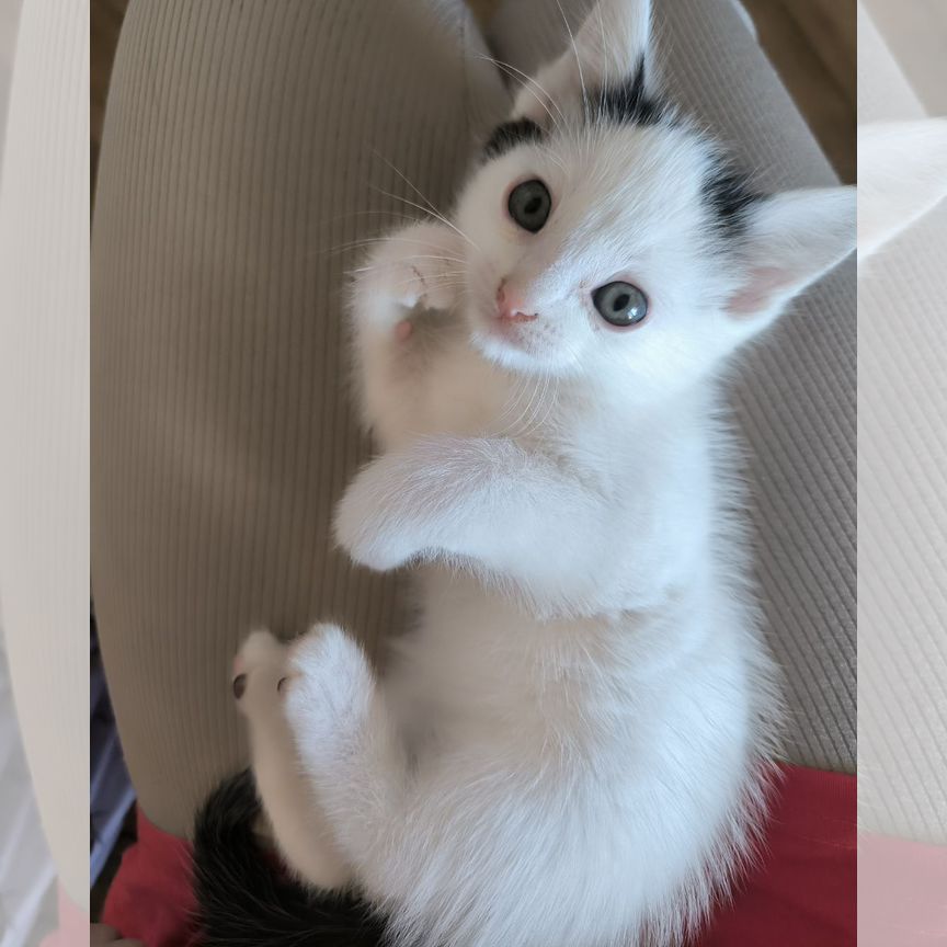 Котёнок в добрые руки