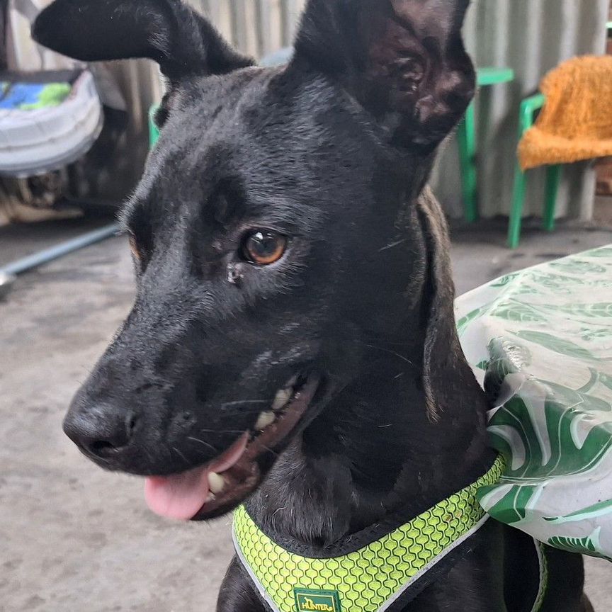 Вот такая Чика найдена на мусорке