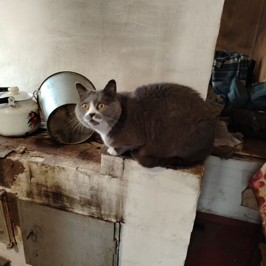 Котик