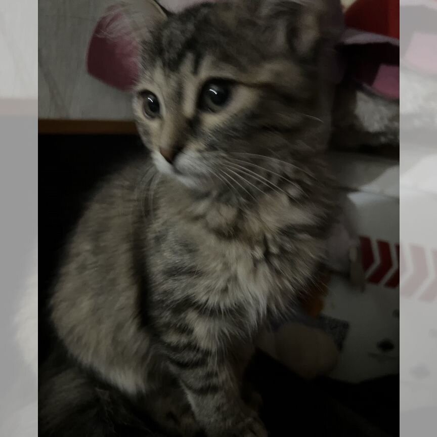 Котёнок в добрые руки