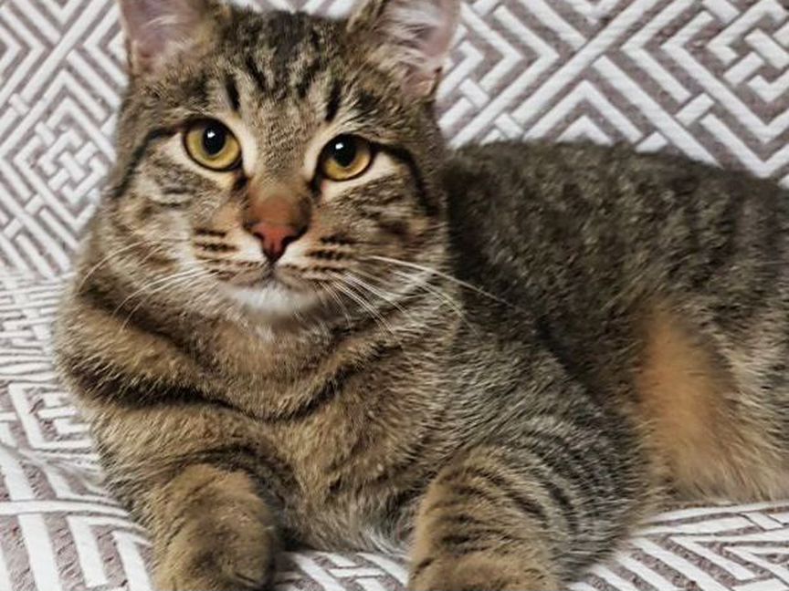 Котик Ласкуша 7 месяцев