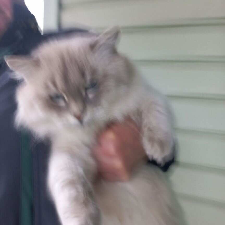 Отдам кота в добрые руки