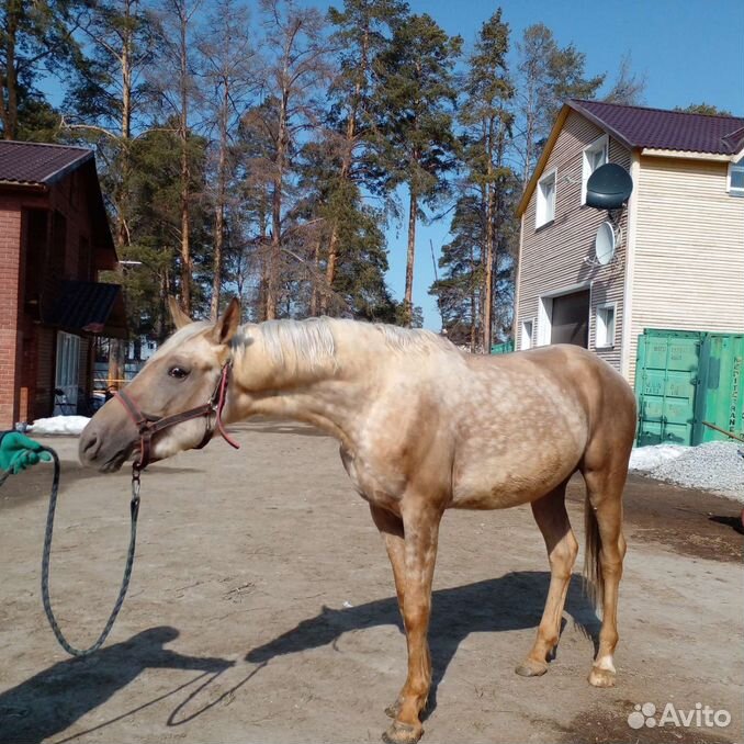 Донская лошадь