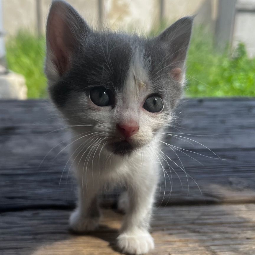 Британский короткошёрстный котёнок