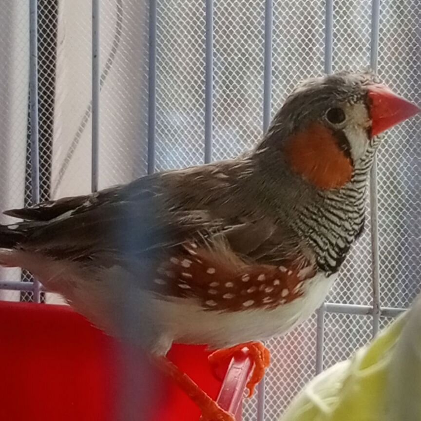 Амадин зебровый