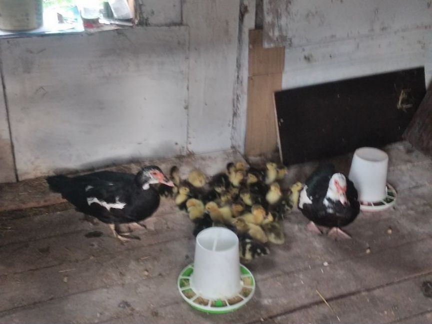 Продам суточных индоутят