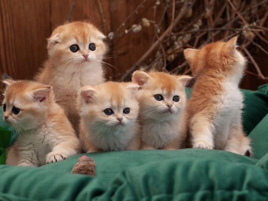 Шотландские золотые шиншиллы котята