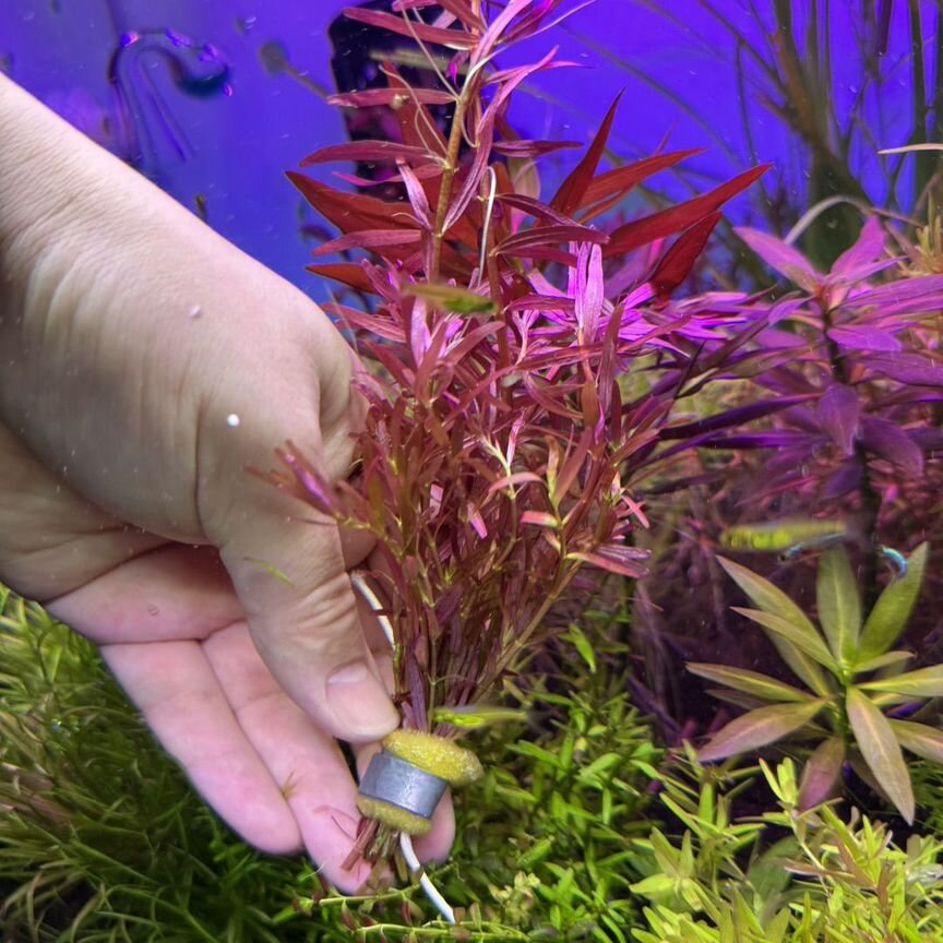 Аквариумное растение