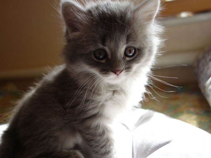Котёнок девочка