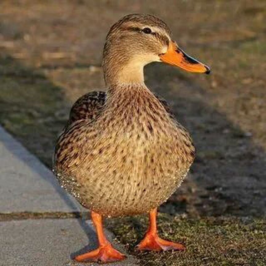 Подсадные утки