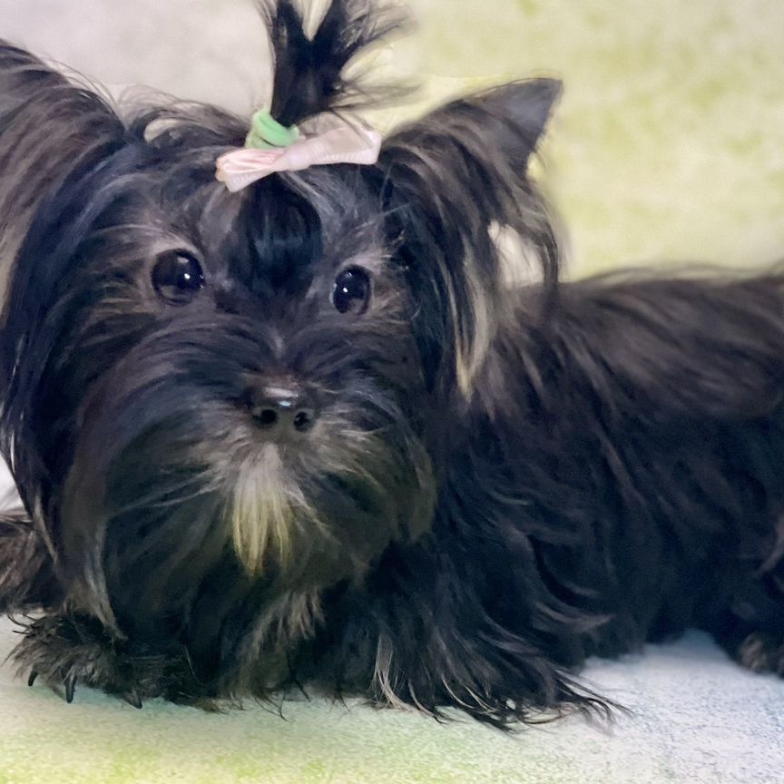 Стандартная девочка