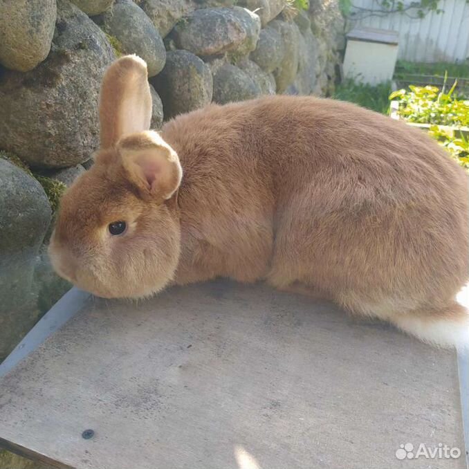 Кролики нзк