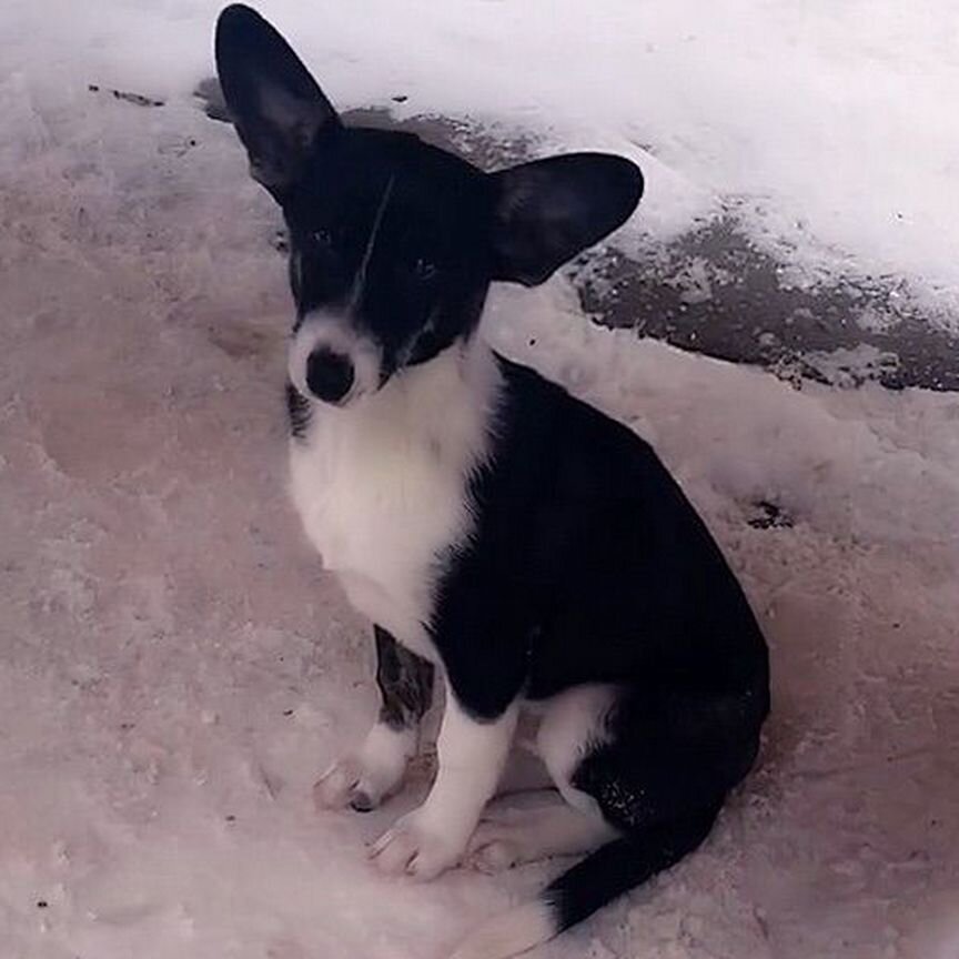 Щенок в добрые руки