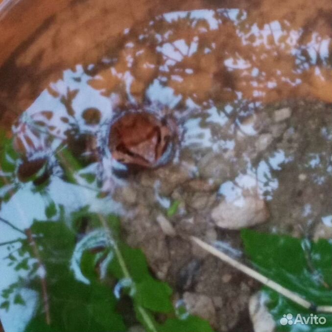 Милая жабка