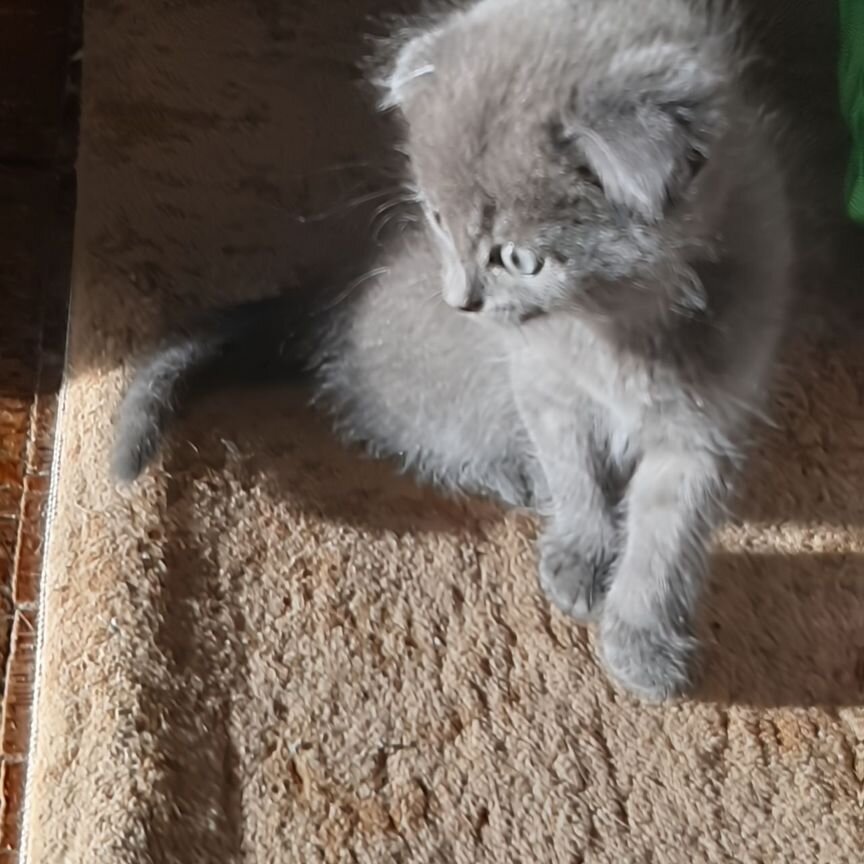 Шотландский вислоухий короткошёрстный котёнок