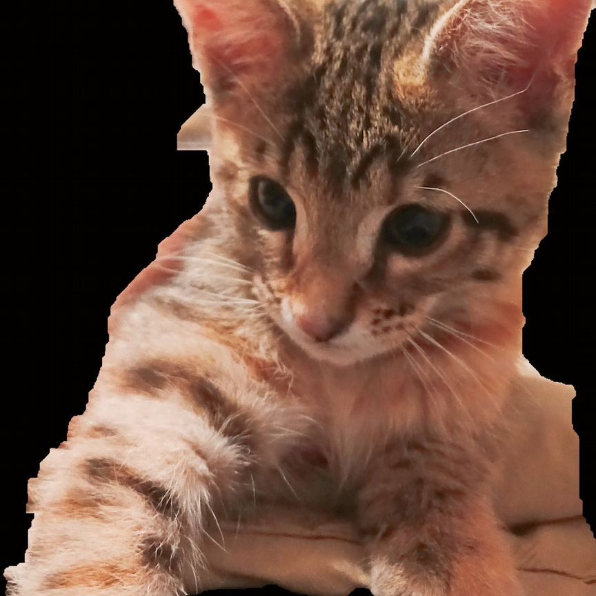 Отдам в добрые руки