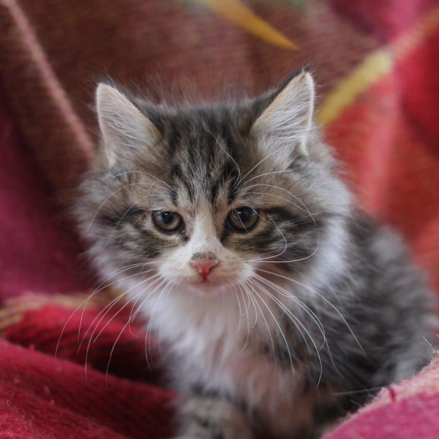 Котята курильский бобтейл