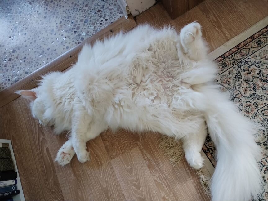 Бесплатная передержка котят