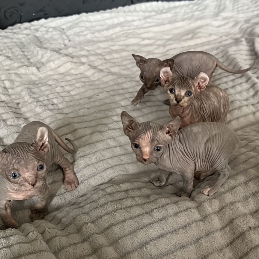 Канадский сфинкс котёнок