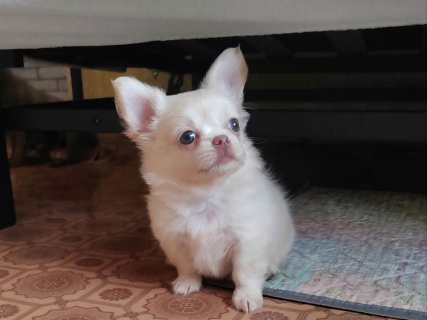 Щенки чихуахуа РКФ