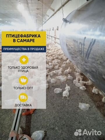 Цыплята бройлера От 500шт Доставка Самара