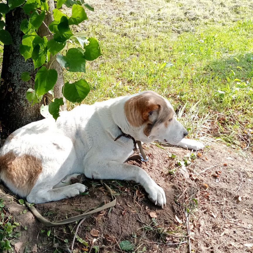 Метис алабая девочка